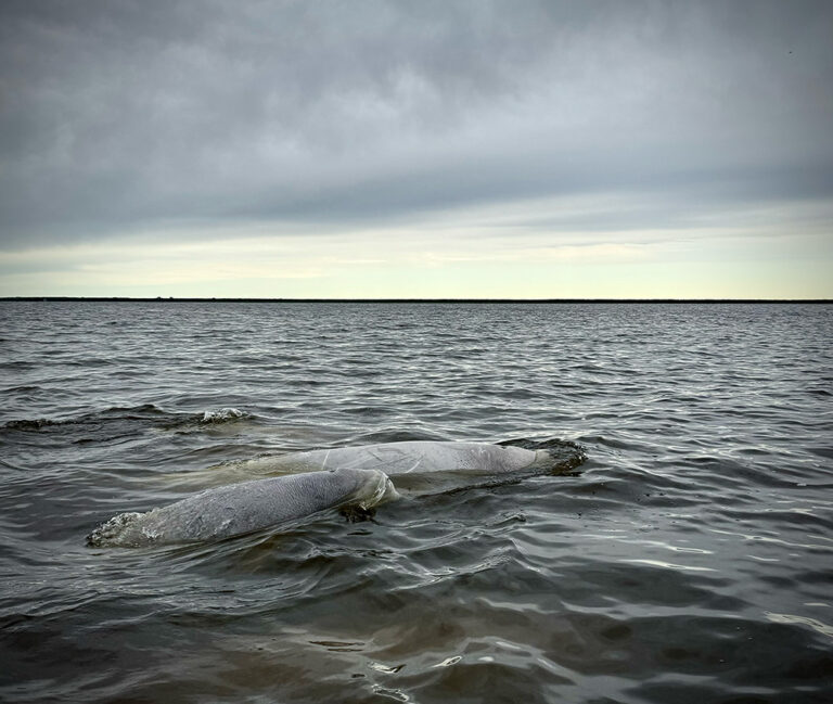 Exciting Developments at Churchill Wild's New Blueberry Inn - Churchill ...