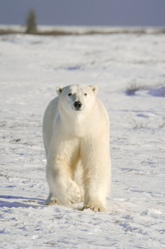 Summer Polar Bear Photo Safaris Begin. Dennis Fast Remembers ...