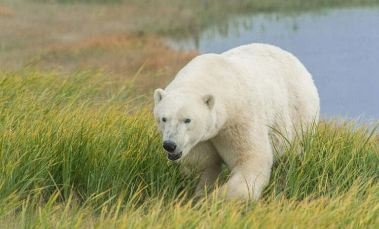 Summer Polar Bear Photo Safaris Begin. Dennis Fast Remembers ...