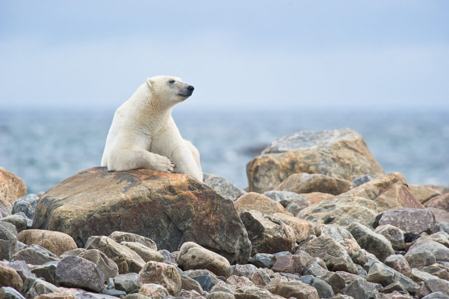 Summer Polar Bear Photo Safaris Begin. Dennis Fast Remembers ...