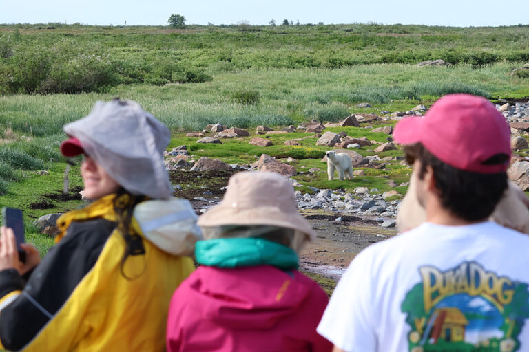 Polar Bear Tours | Wildlife Walking Safaris | Churchill Wild