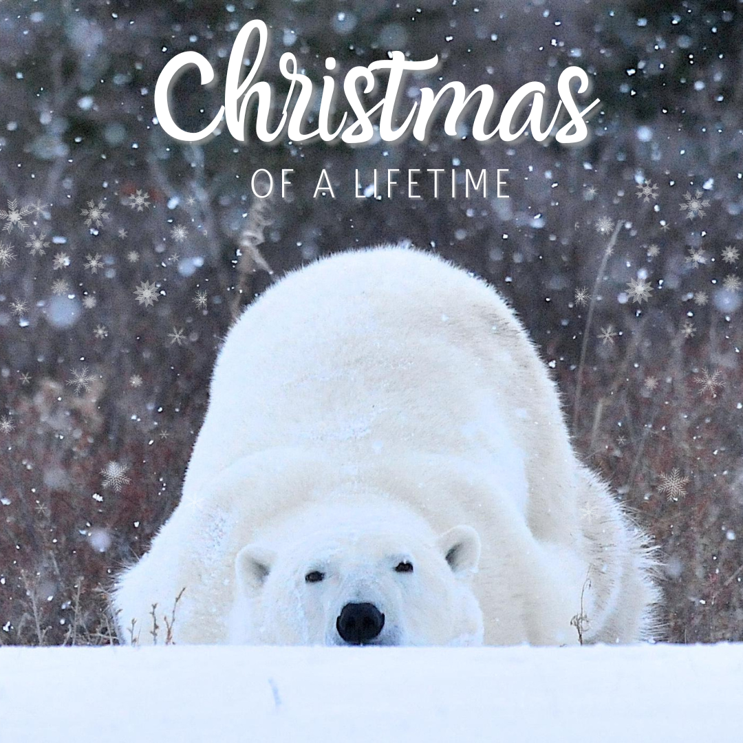 Churchill Wild Christmas | Book Now, Experience More