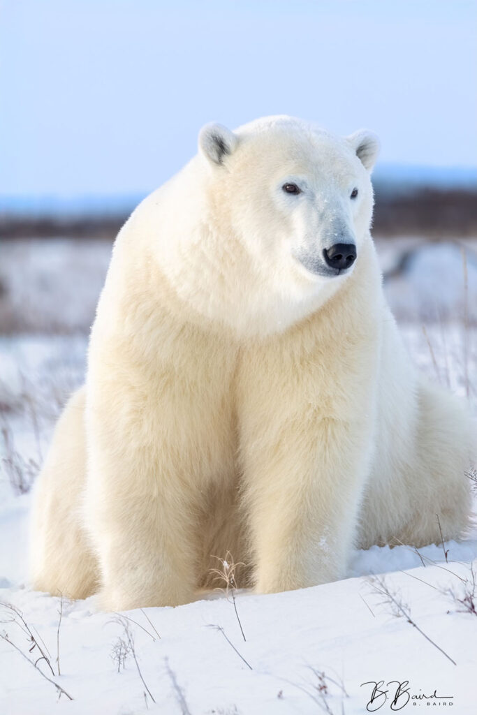 A "Magnificent and Magical" Experience at Seal River Heritage Lodge ...