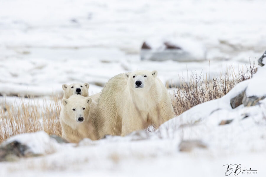 A "Magnificent and Magical" Experience at Seal River Heritage Lodge ...