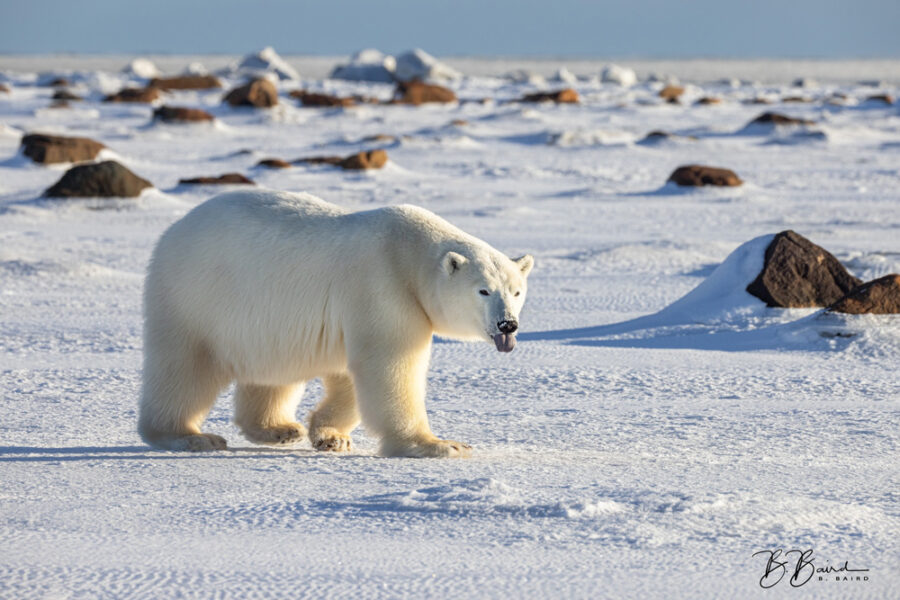 A "Magnificent and Magical" Experience at Seal River Heritage Lodge ...
