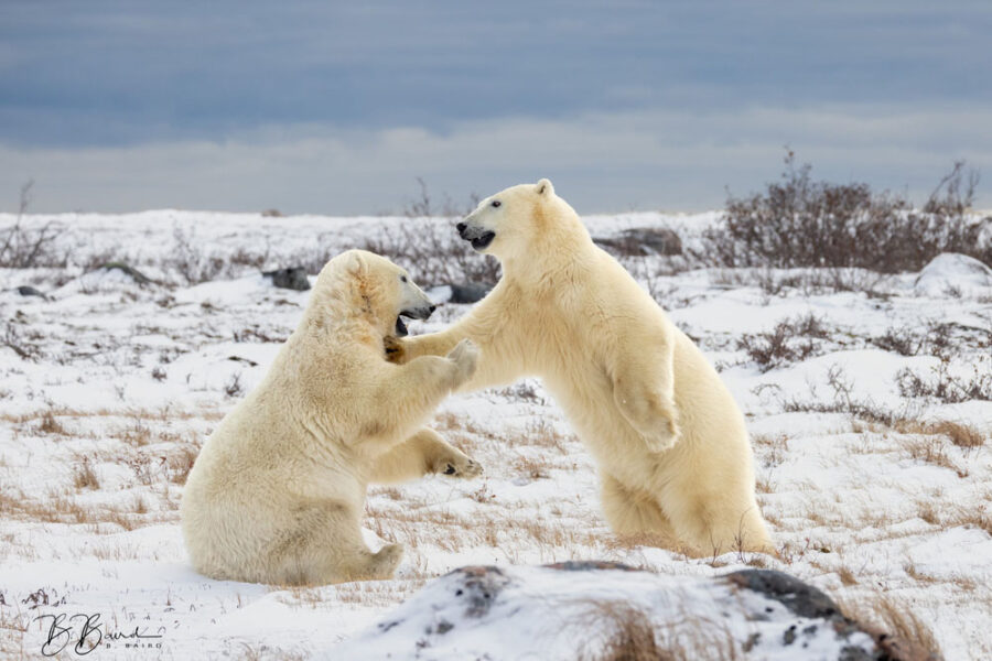 A "Magnificent and Magical" Experience at Seal River Heritage Lodge ...