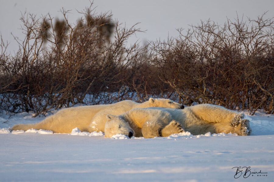 A "Magnificent and Magical" Experience at Seal River Heritage Lodge ...