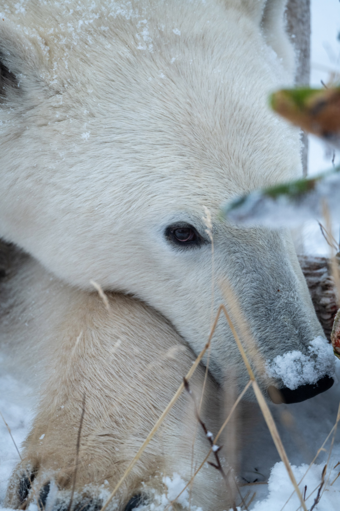 Churchill Wild | Polar Bear Tours | 1 (866) UGO-WILD