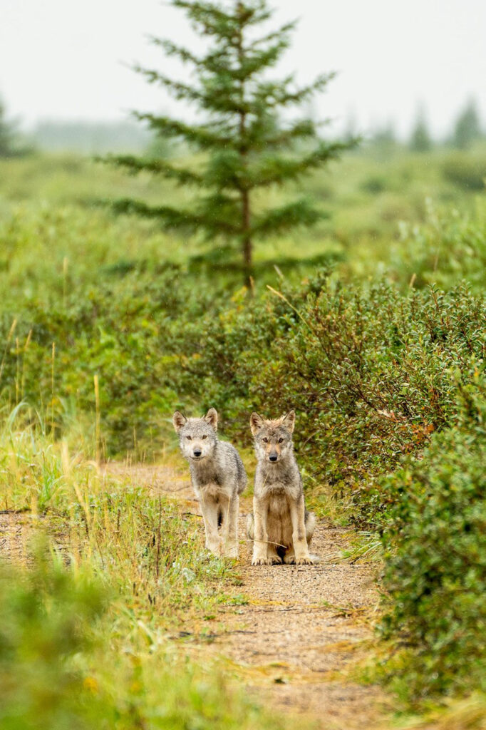 NEW! Summer Cloud Wolves of the Kaska Coast Expedition!