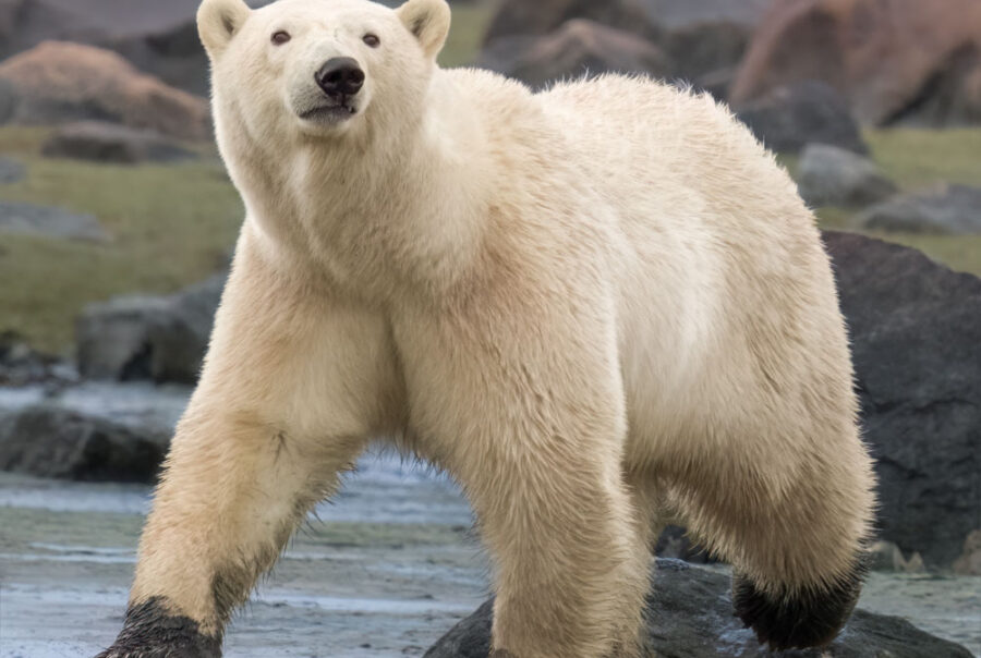 Polar Bear Blog | Churchill Wild Polar Bear Tours